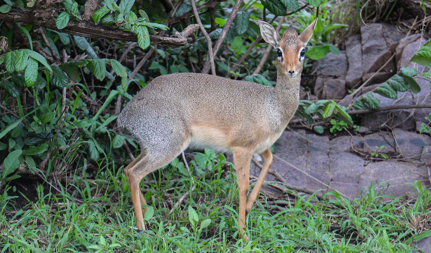 Madoqua - Dik-diks: facts, distribution & population | BioDB